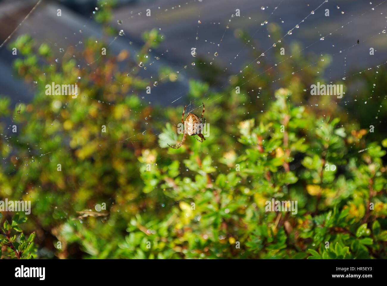 Autumn spider (Angulate orbweavers from Araneus genus) on the spider ...