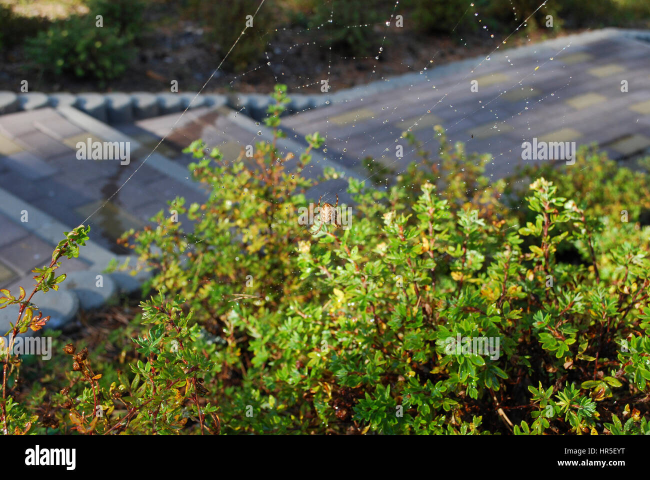 Autumn spider (Angulate orbweavers from Araneus genus) on the spider ...