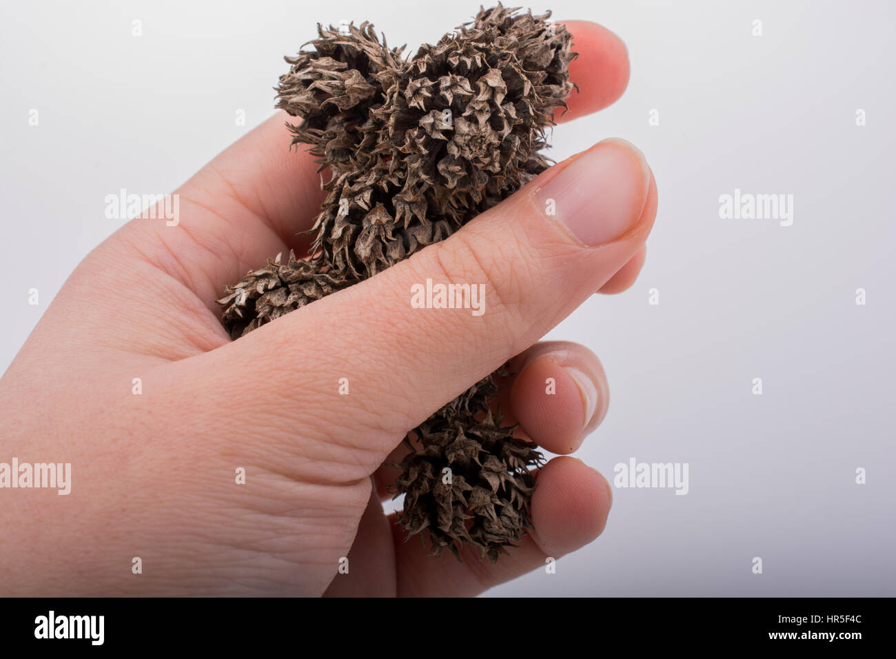 Hand holding brown pod or capsule in hand on a white background Stock ...
