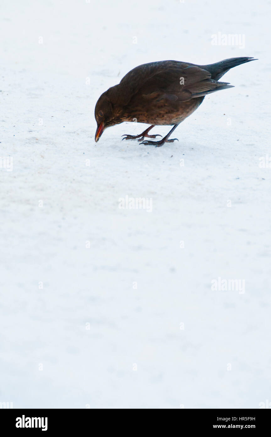Starling bird hi-res stock photography and images - Alamy