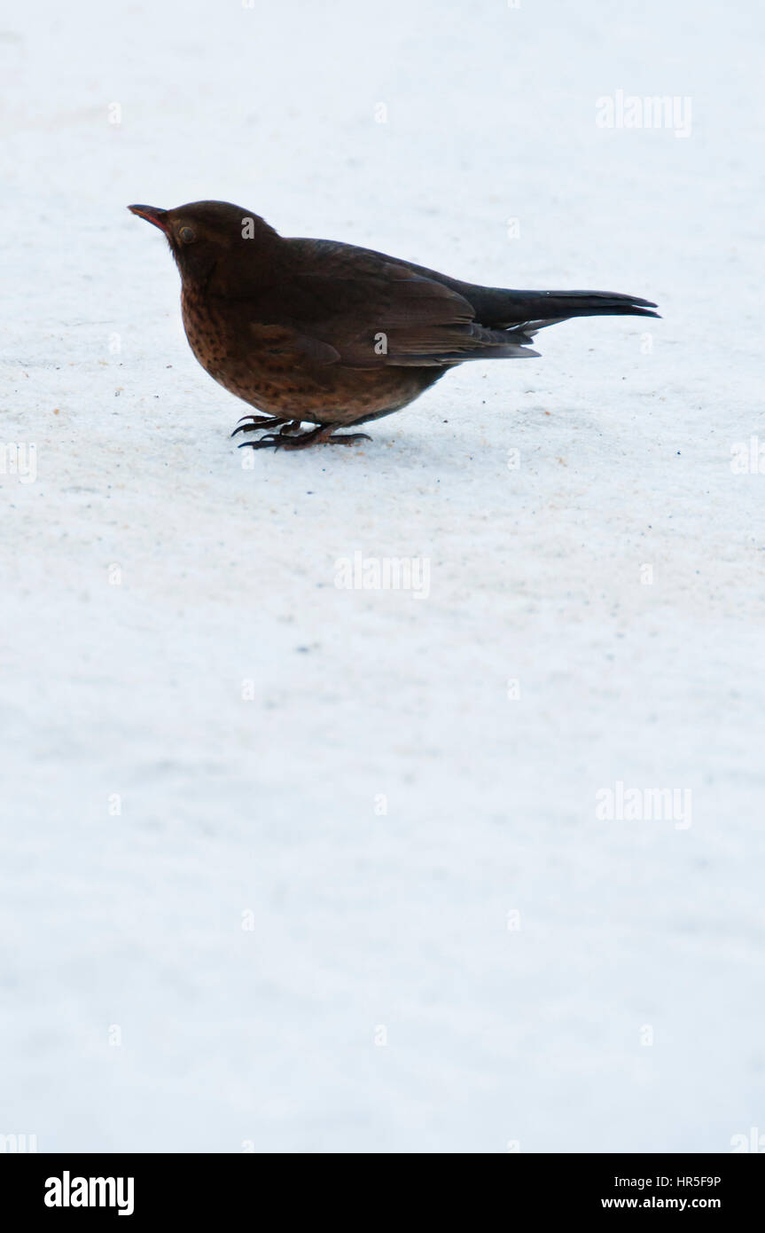 Starling bird hi-res stock photography and images - Alamy