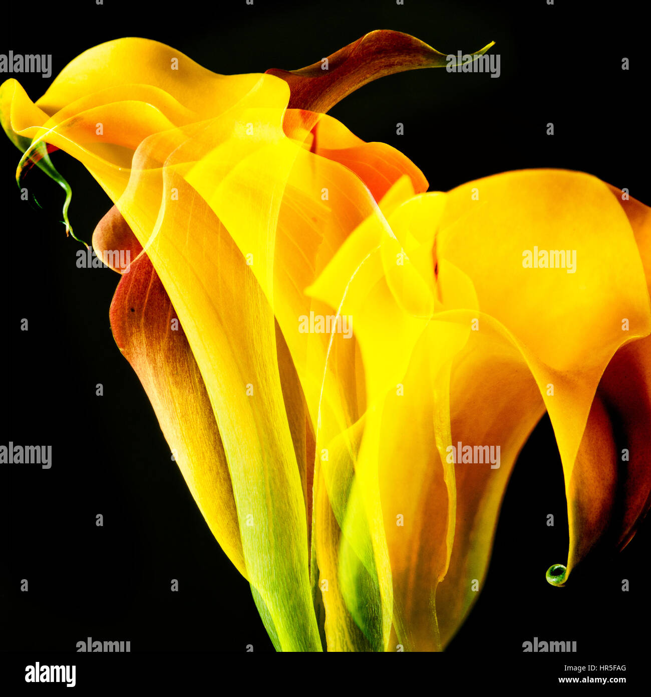 Calla Lily Flowers High Resolution Stock Photography and Images - Alamy