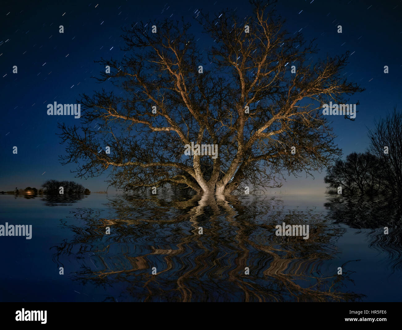 The tree and the lake under the stars Stock Photo - Alamy