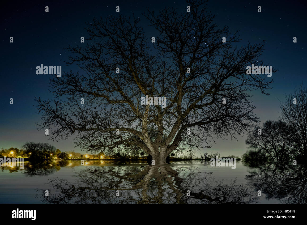 The tree and the lake under the stars Stock Photo - Alamy