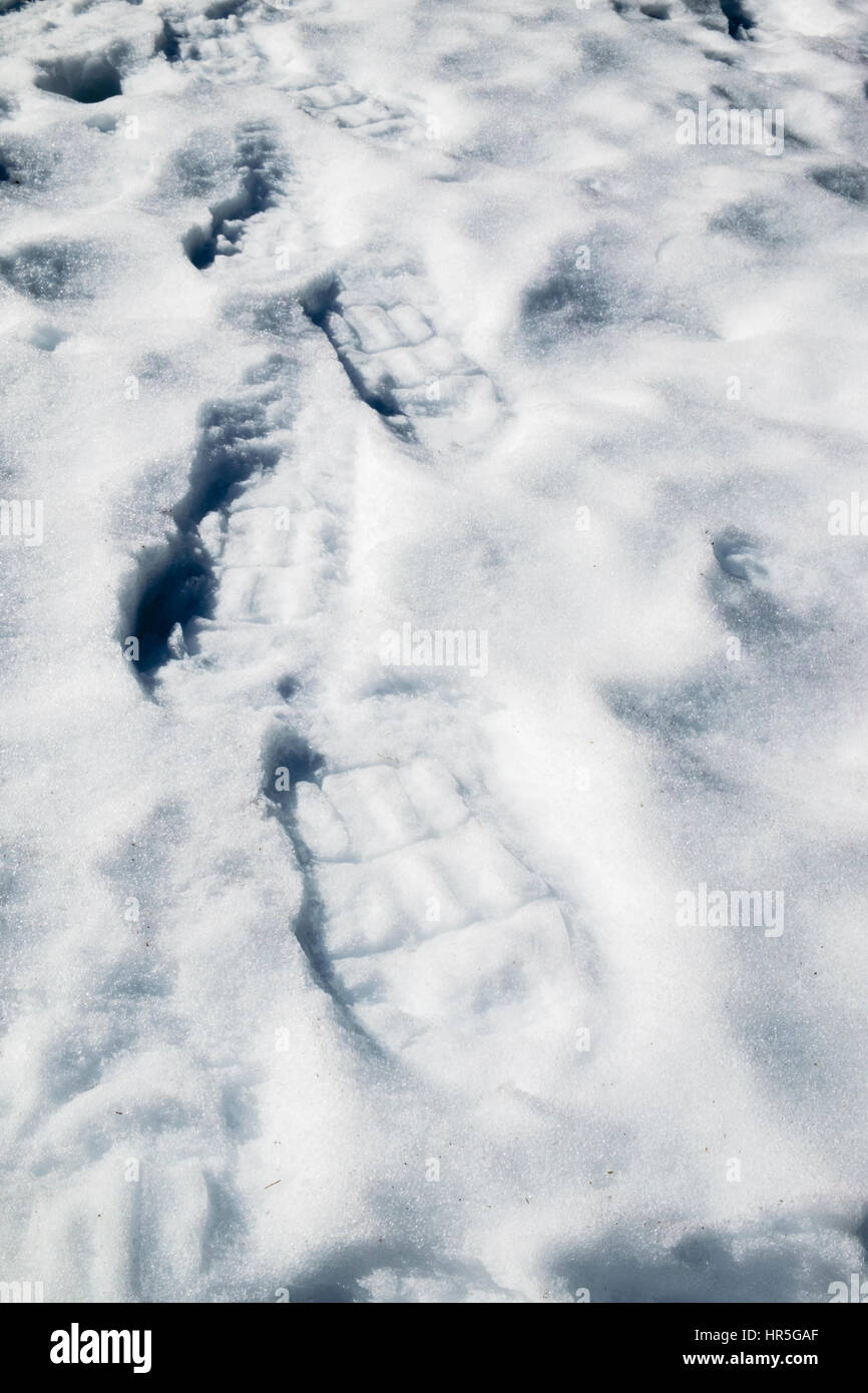 Close-up of snowshoe footprints in snow in winter Stock Photo - Alamy