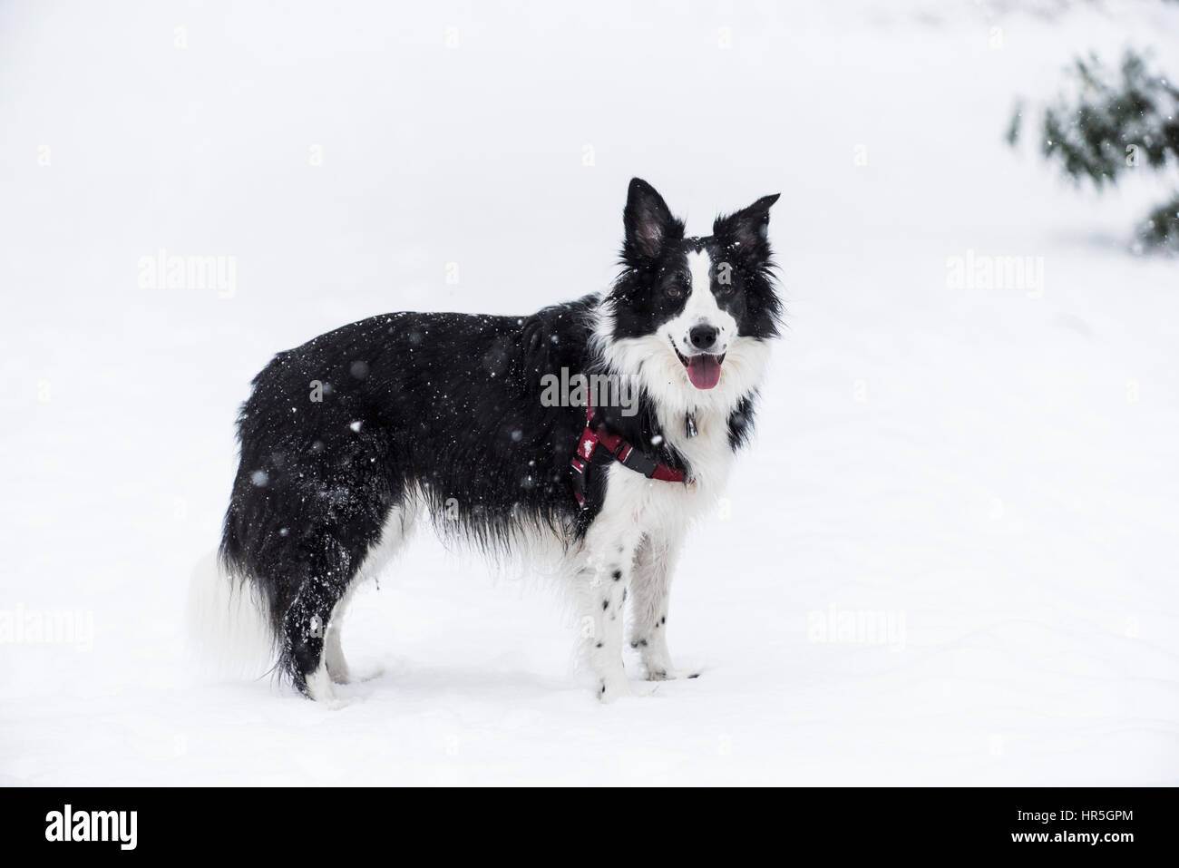 Border Collie in the snow Stock Photo - Alamy