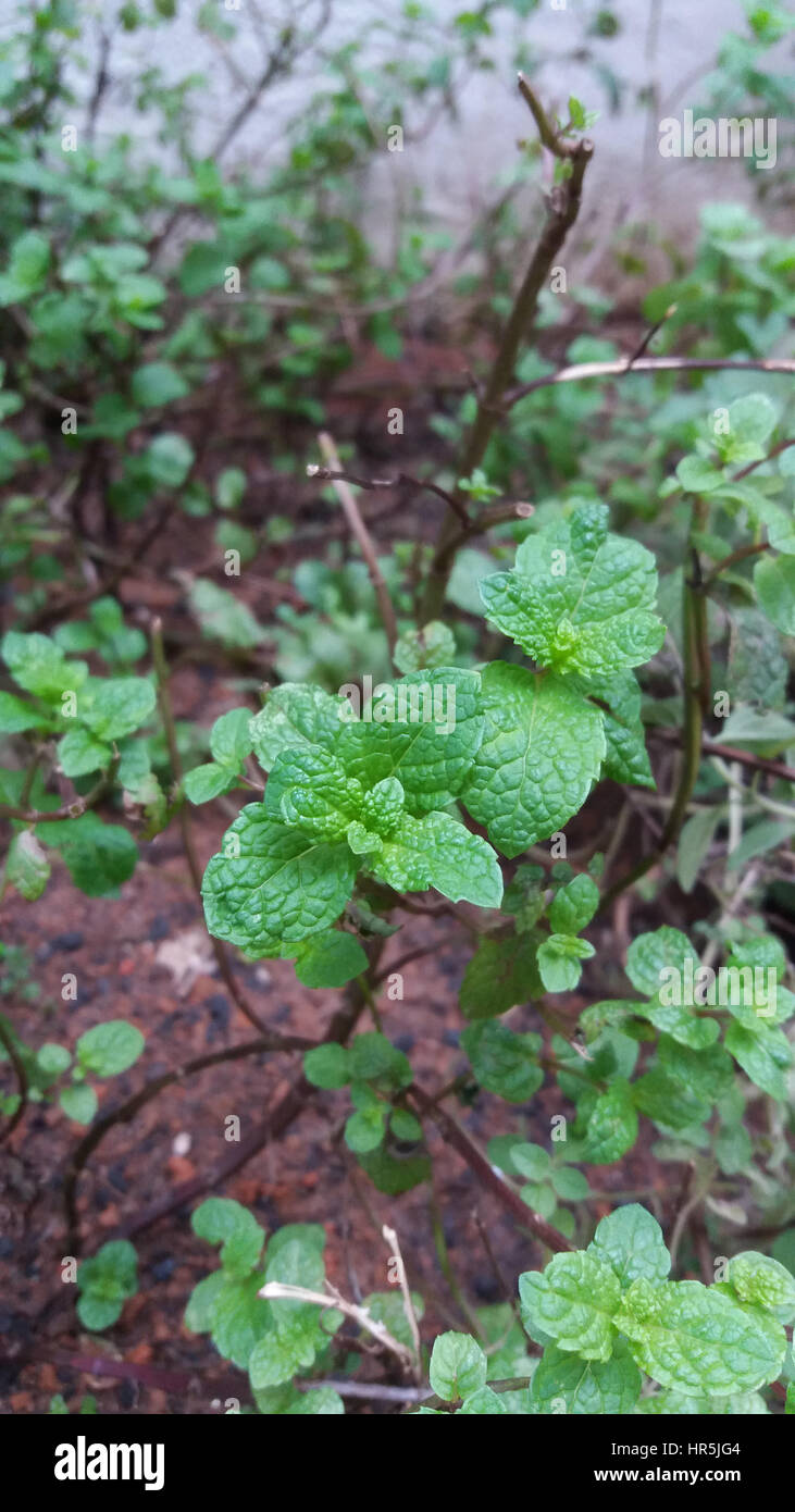 Mint leaves in a market garden Stock Photo - Alamy
