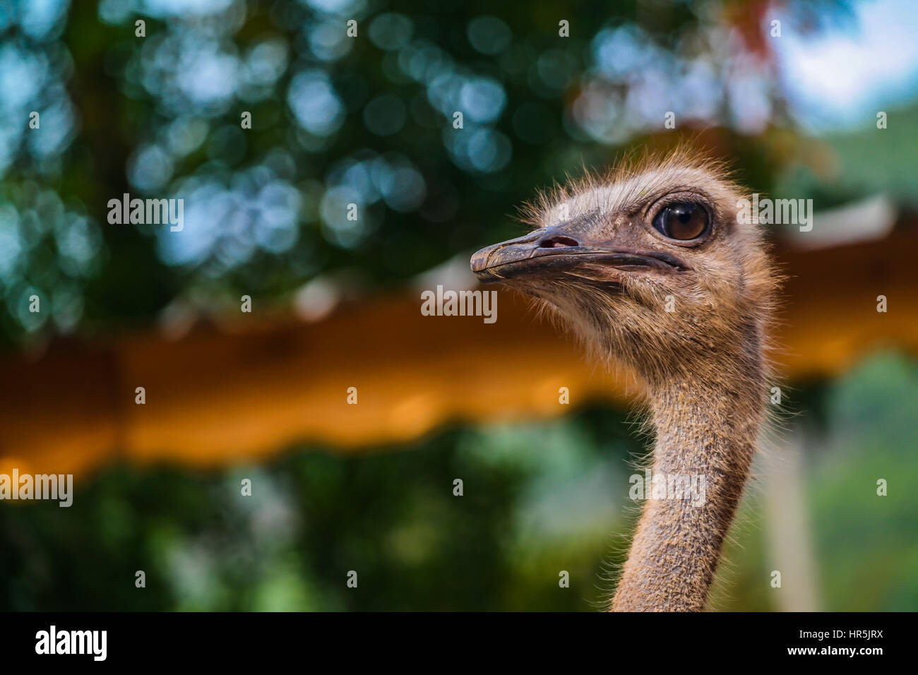 ostrich close-up shot side view. deve kusu yakın plan Stock Photo - Alamy