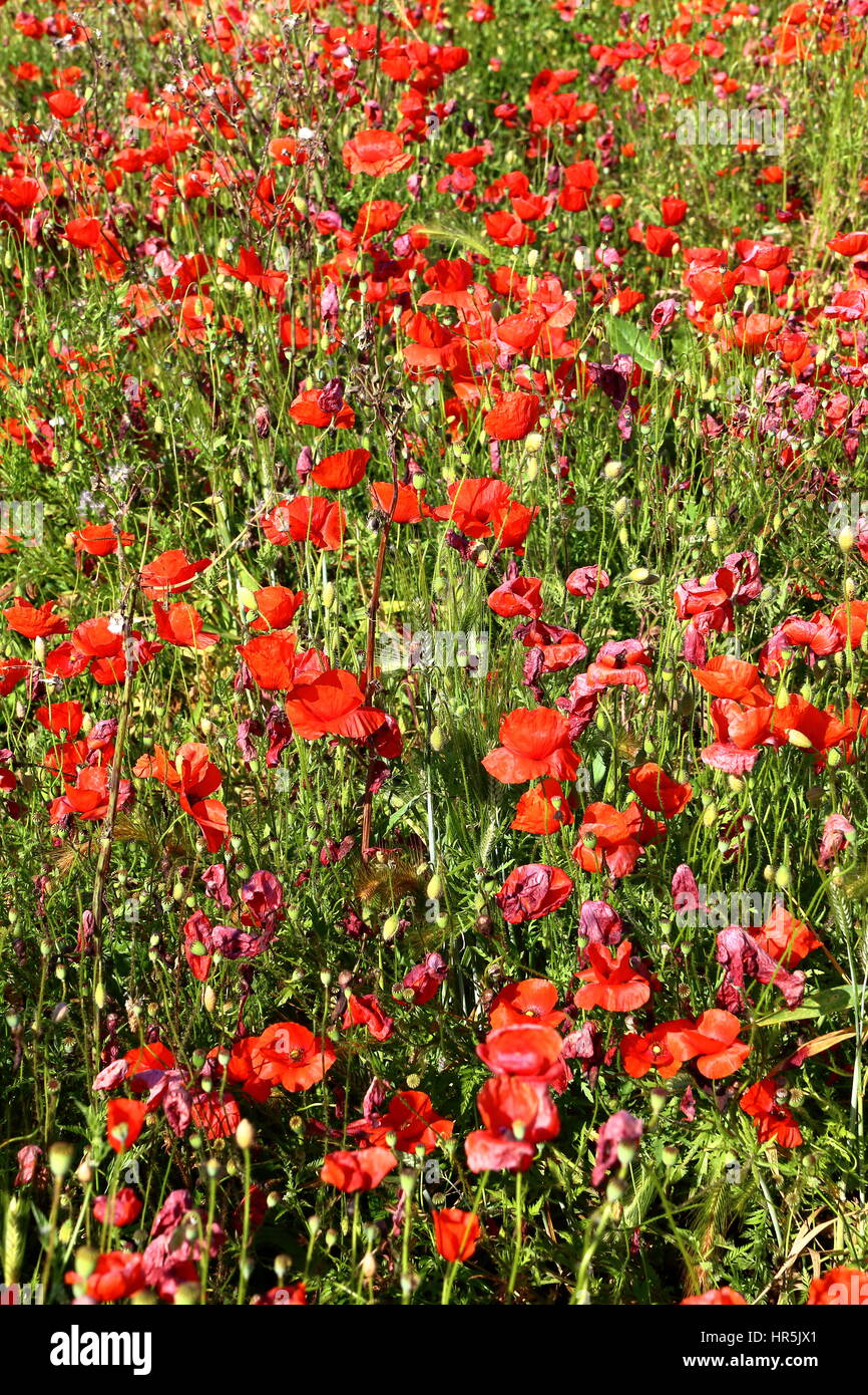 Red poppy field Stock Photo - Alamy