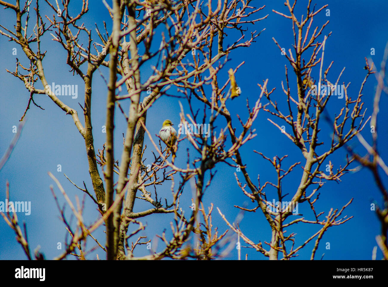 Vintage bird singing hi-res stock photography and images - Alamy