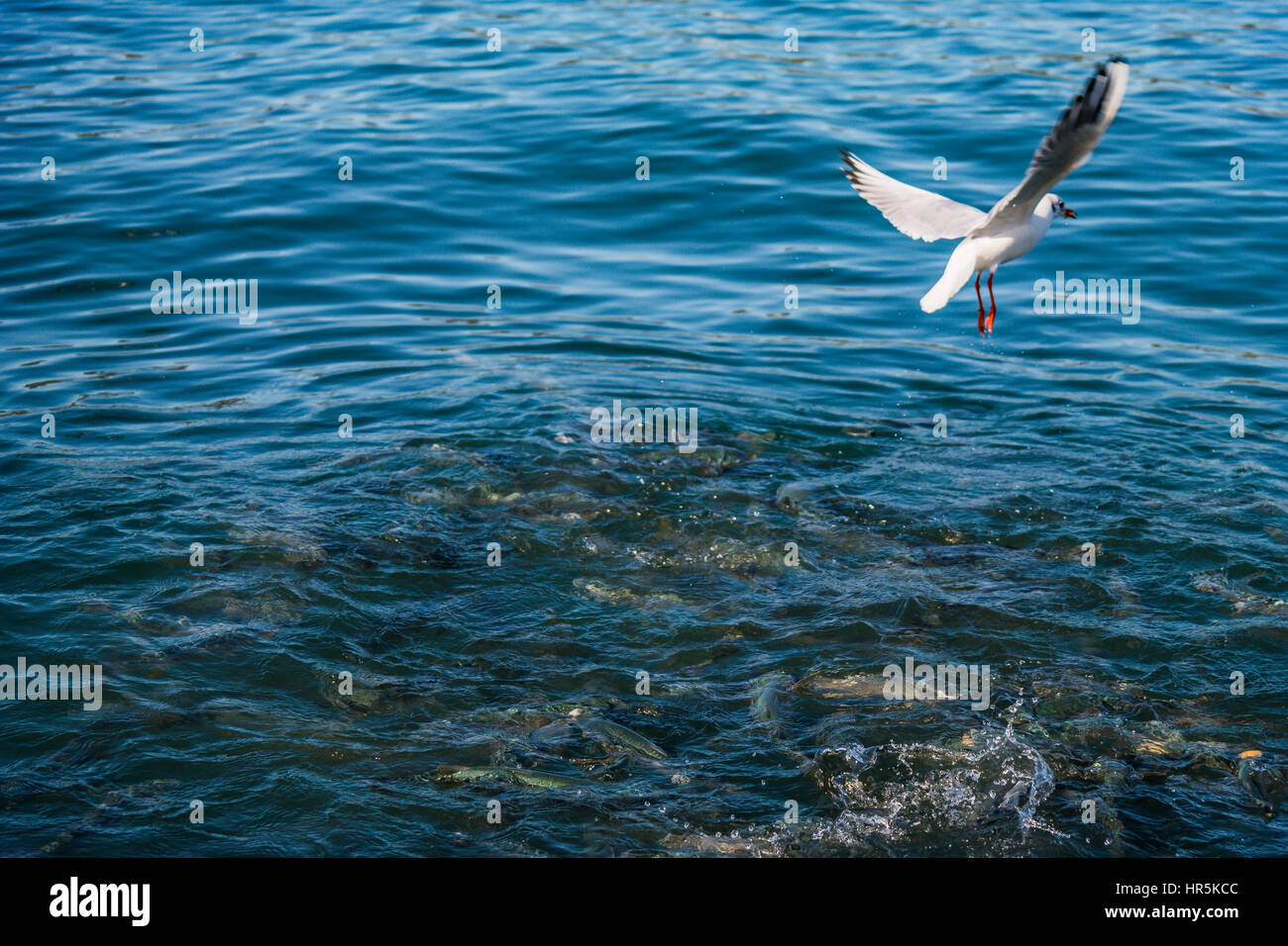 seagull hunting fish. balik avlayan marti Stock Photo - Alamy