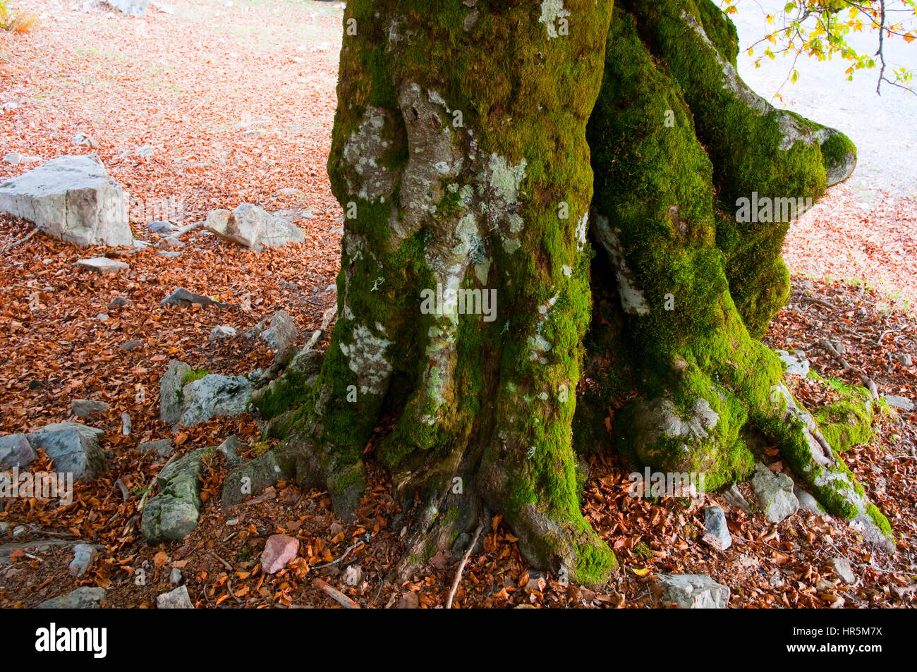 Hayedo de pedrosa hi-res stock photography and images - Alamy