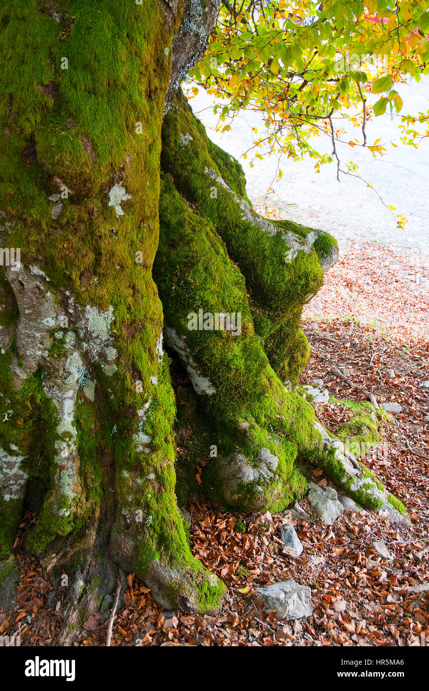 Beech trunk. Hayedo de la Pedrosa, Riofrio de Riaza, Segovia province ...