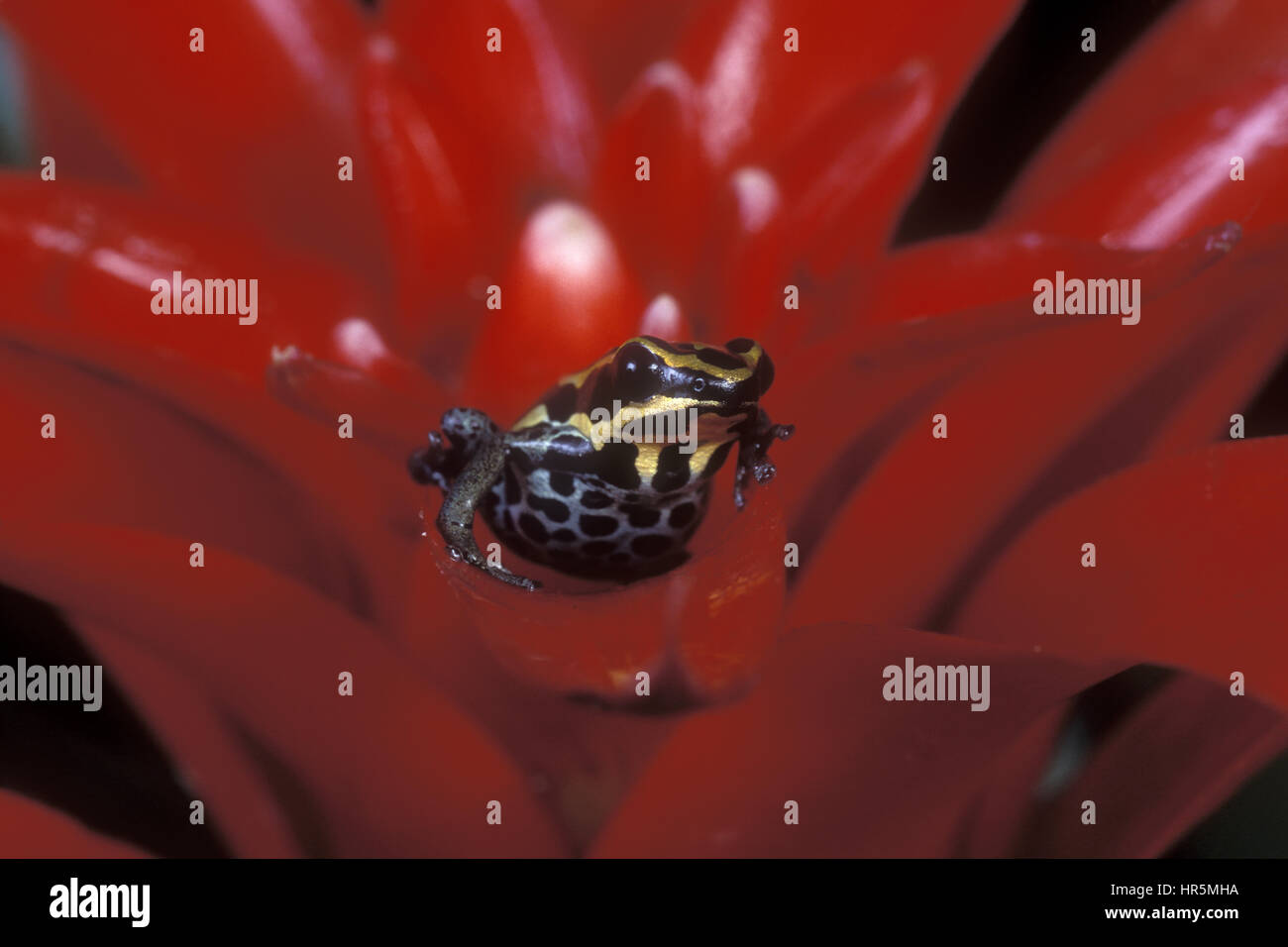 The tiny Reticulated Poison Frog, Ranitomeya ventrimaculata, is found ...