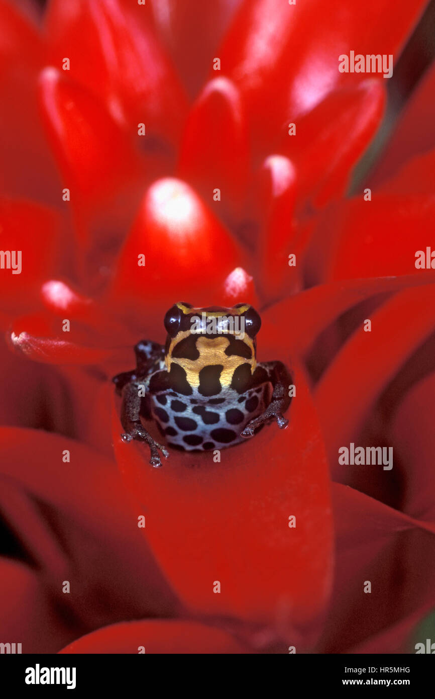 The tiny Reticulated Poison Frog, Ranitomeya ventrimaculata, is found ...