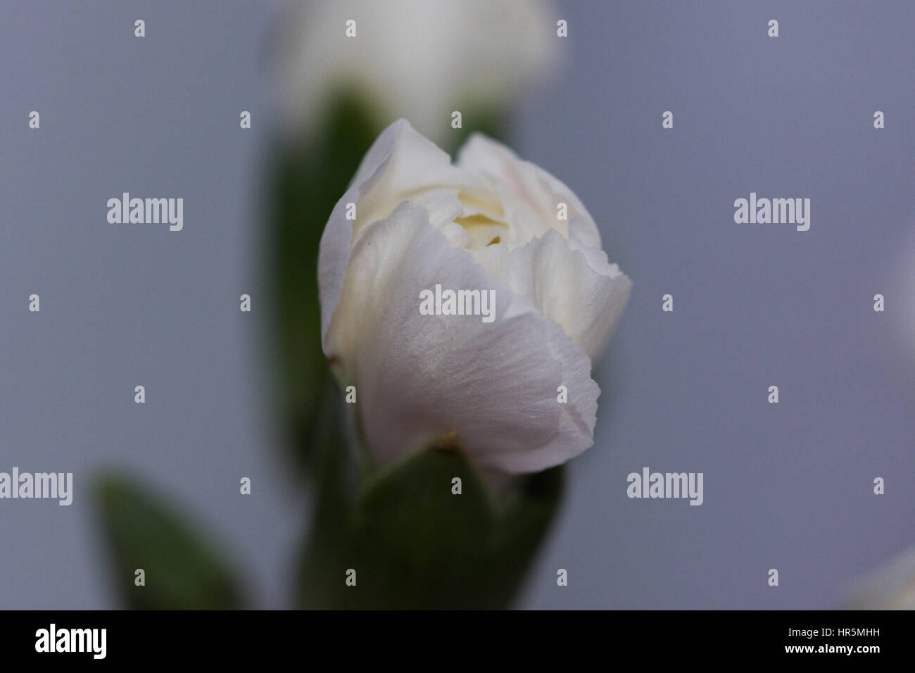 White indoor plant hi-res stock photography and images - Alamy