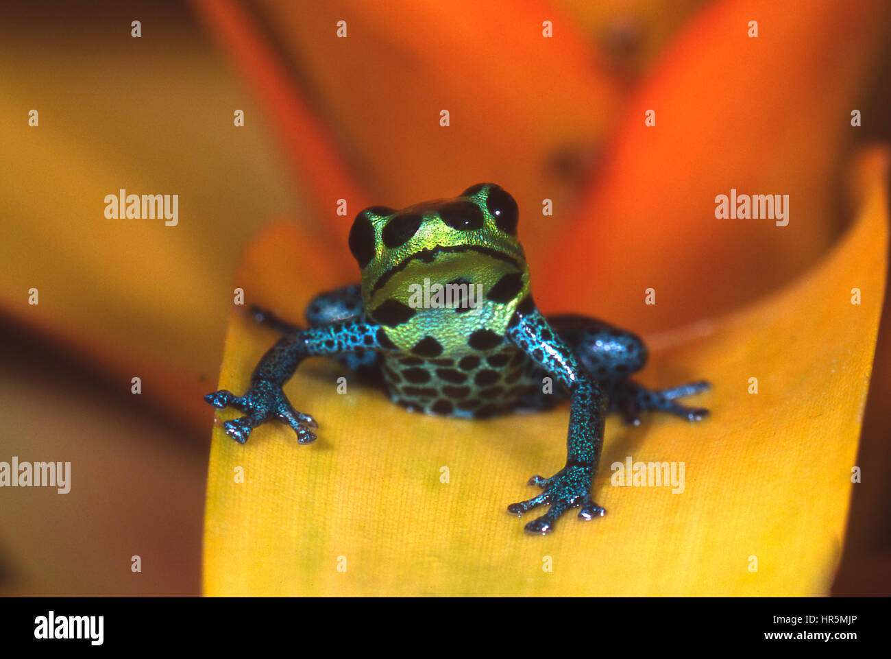 Mimic poison frog hi-res stock photography and images - Alamy