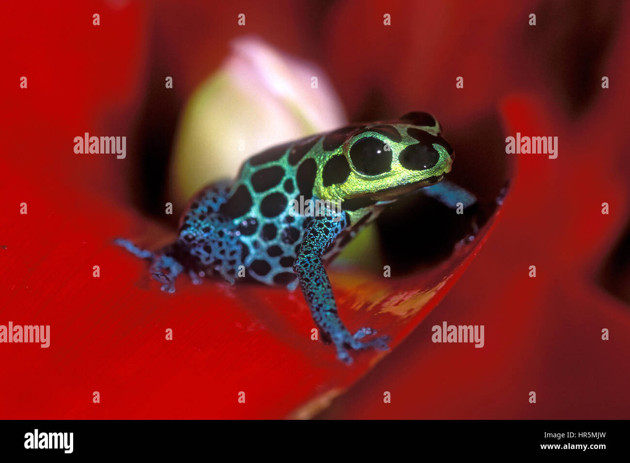 Mimic poison frog hi-res stock photography and images - Alamy