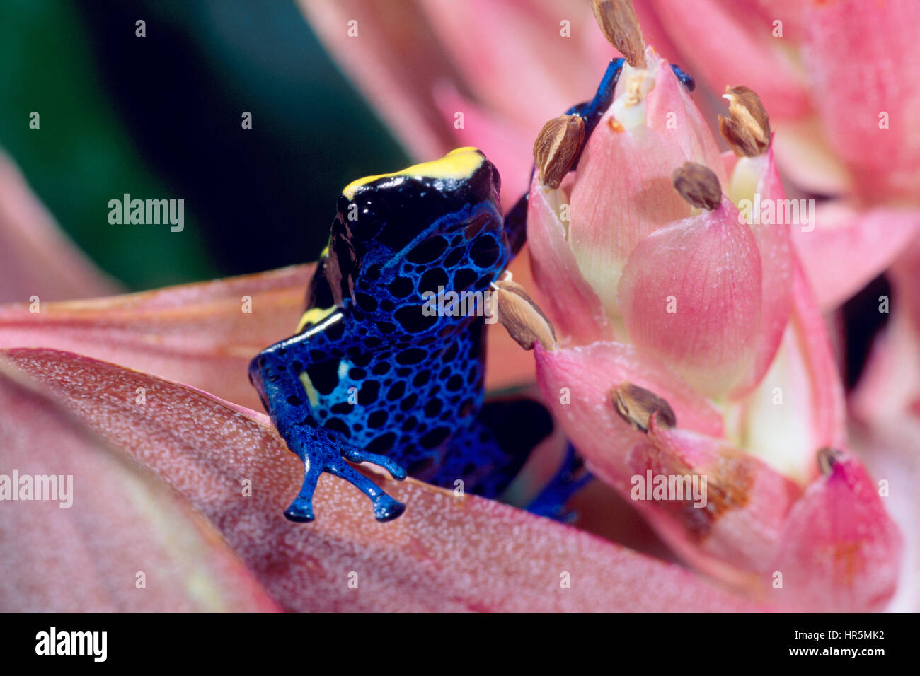 Blue dyeing poison dart frog hi-res stock photography and images - Alamy