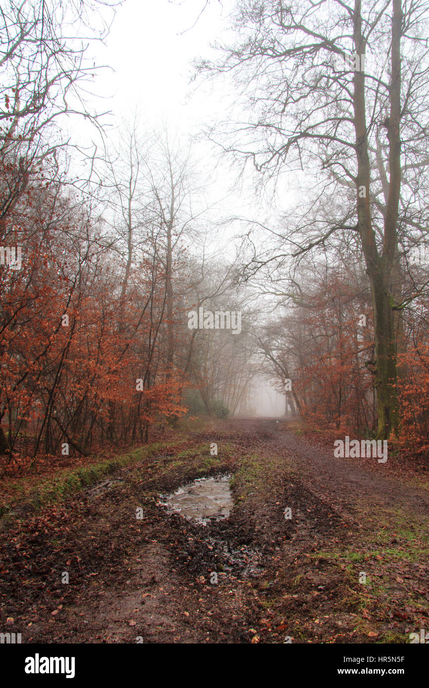 English woodland on a foggy misty January morning Stock Photo - Alamy