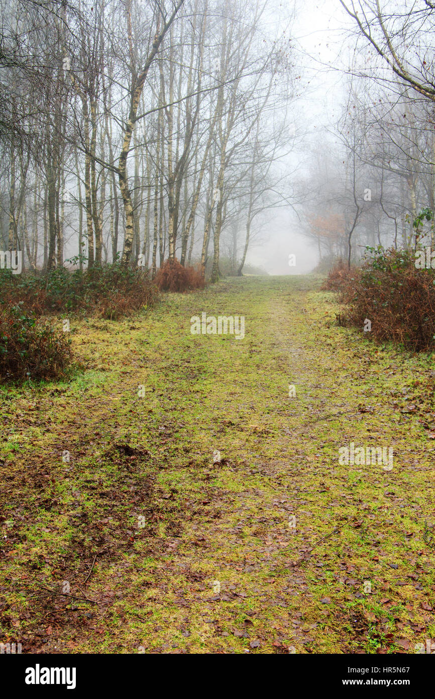 English woodland on a foggy misty January morning Stock Photo - Alamy