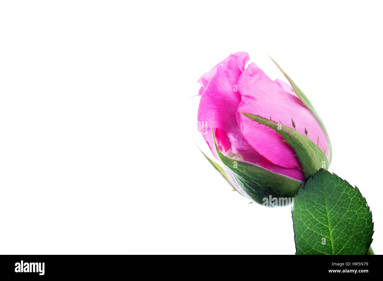 Delicate pink rose on a plain white background Stock Photo - Alamy