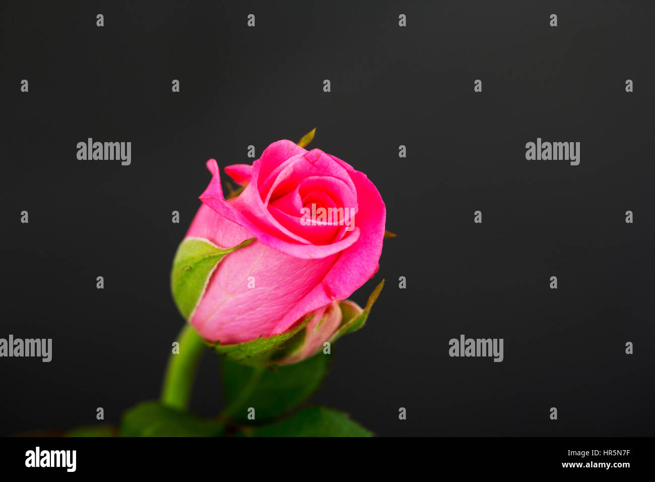 Delicate beautiful pink rose on a plain background Stock Photo - Alamy