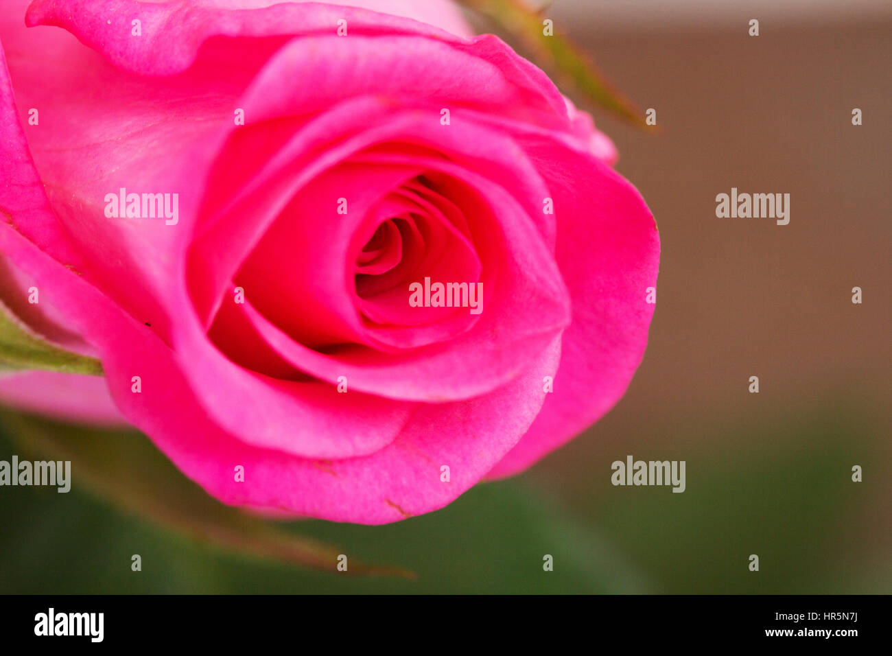 Delicate beautiful pink rose on a plain background Stock Photo - Alamy