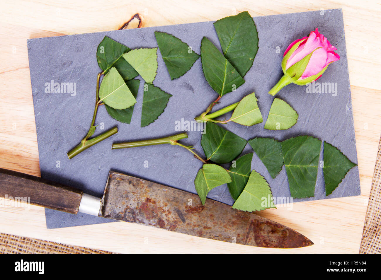 Single rose cut up on piece of slate Stock Photo - Alamy
