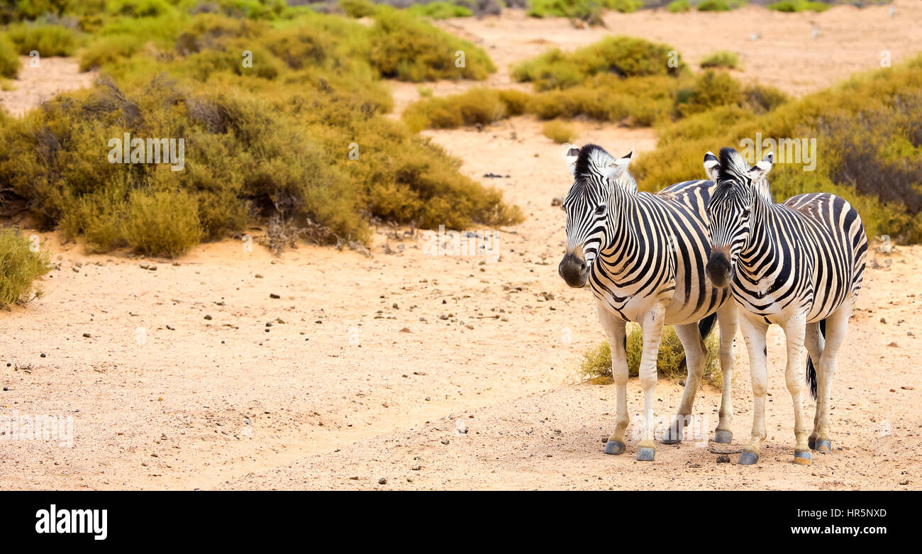 two zebras in Cape Town, Soth Africa Stock Photo - Alamy
