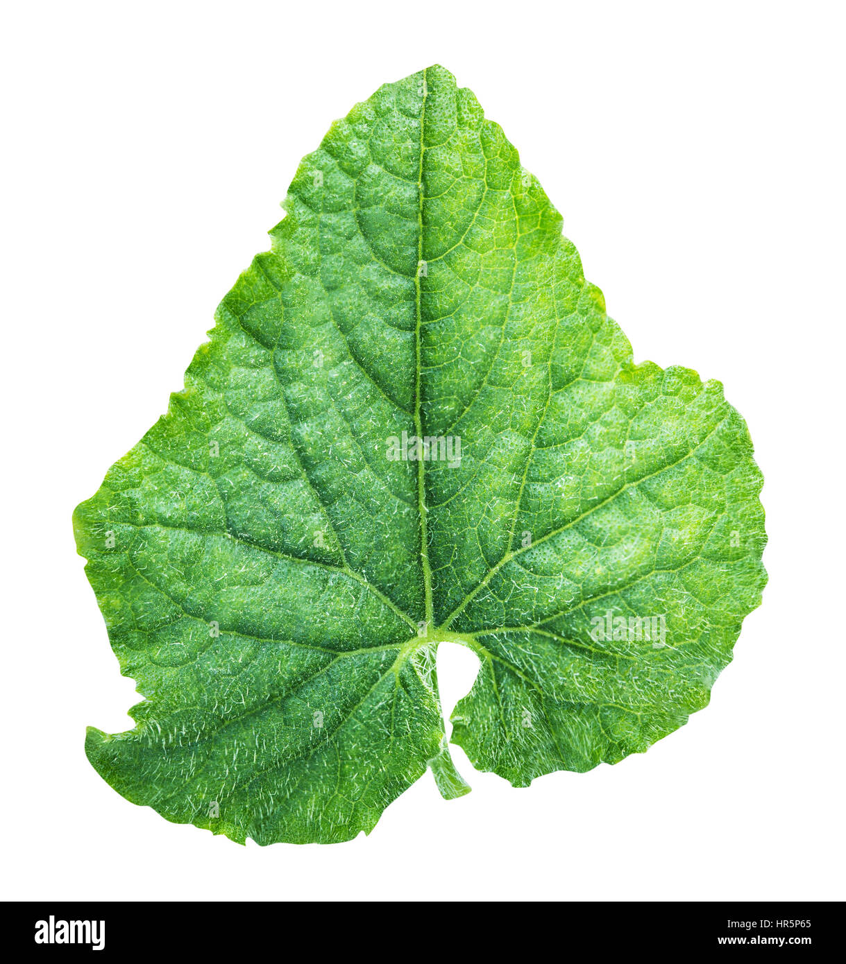 cucumber's leaf isolated on white background with clipping path Stock ...