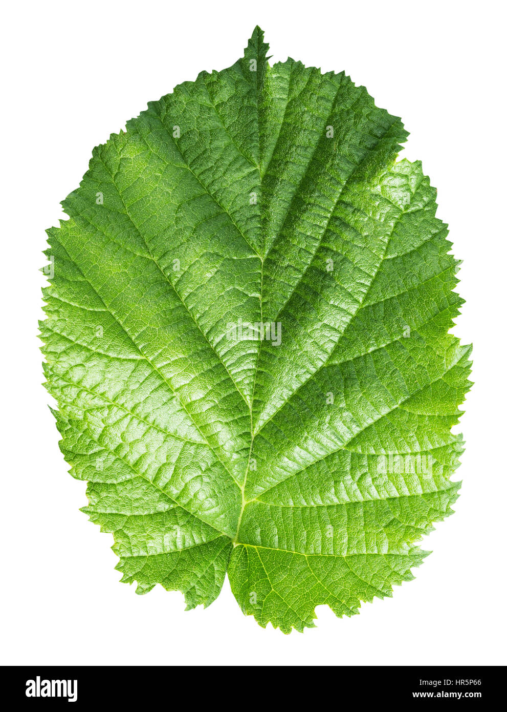 hazelnut's leaf isolated on white background with clipping path Stock ...