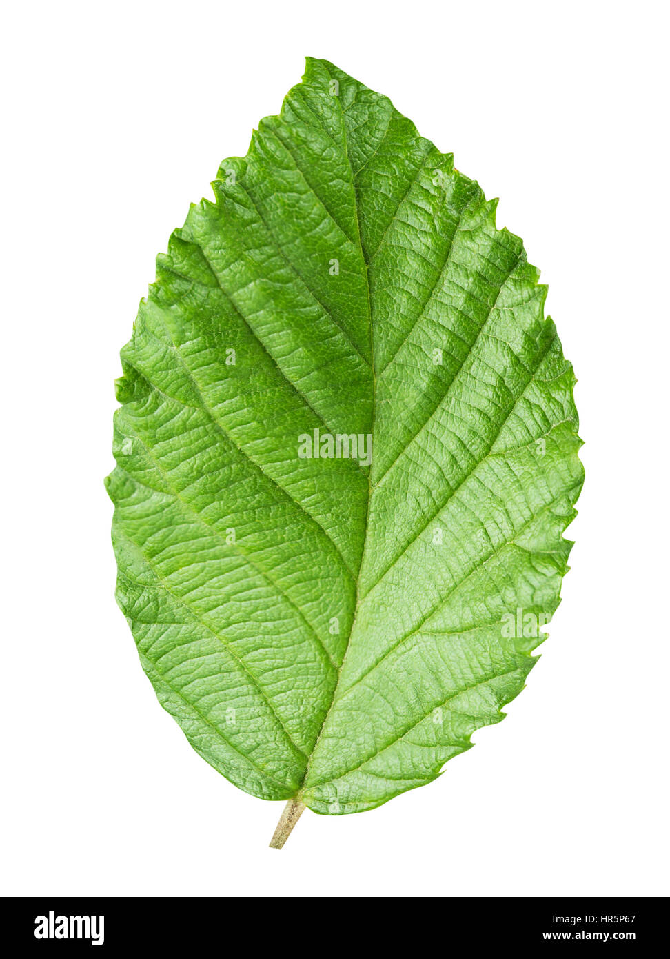 hazelnut's leaf isolated on white background with clipping path Stock ...