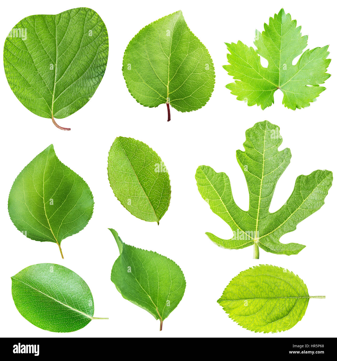set of fruit leafs isolated on white background with clipping path ...