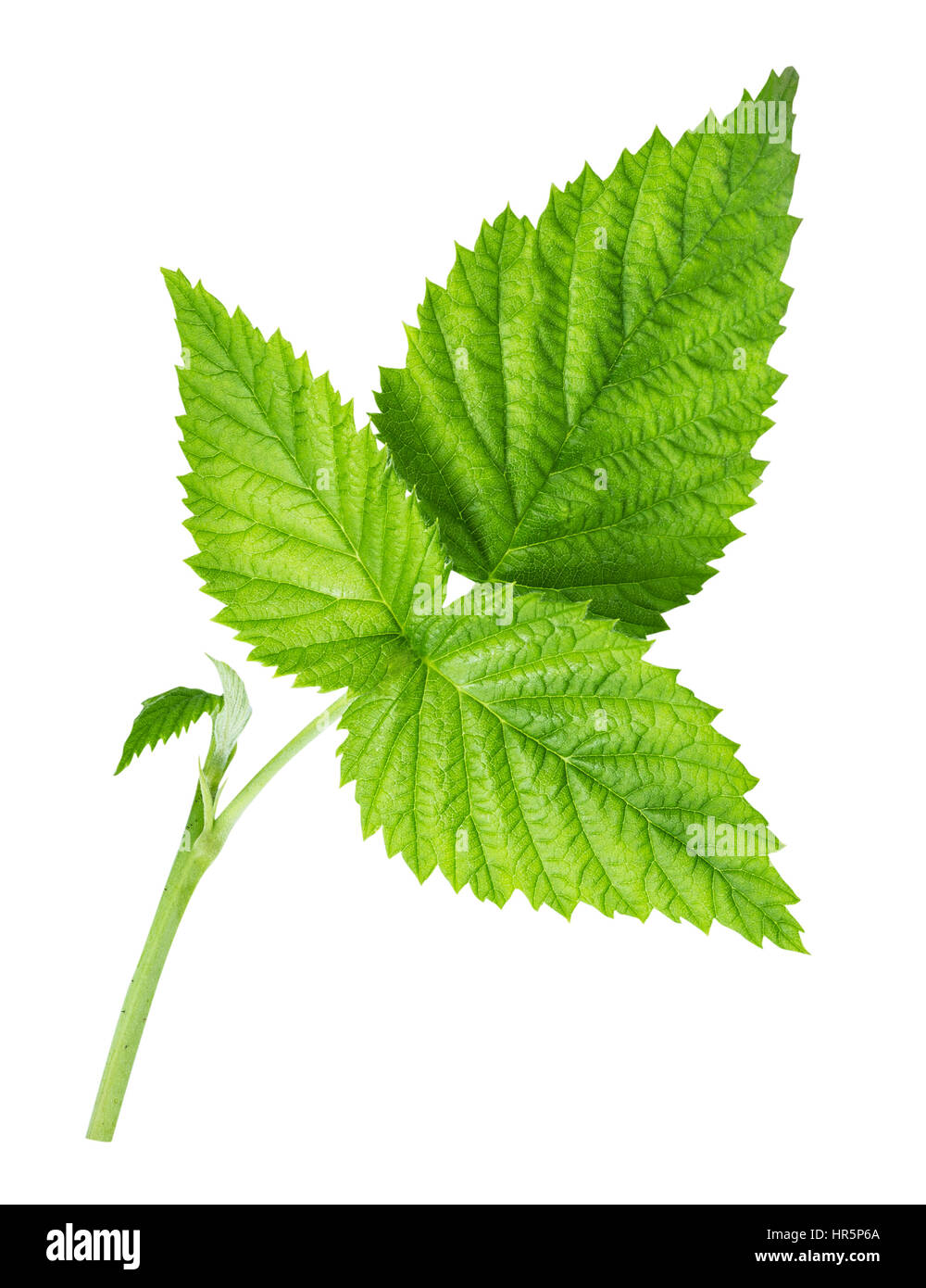 Raspberry's leaf isolated on white background Stock Photo - Alamy