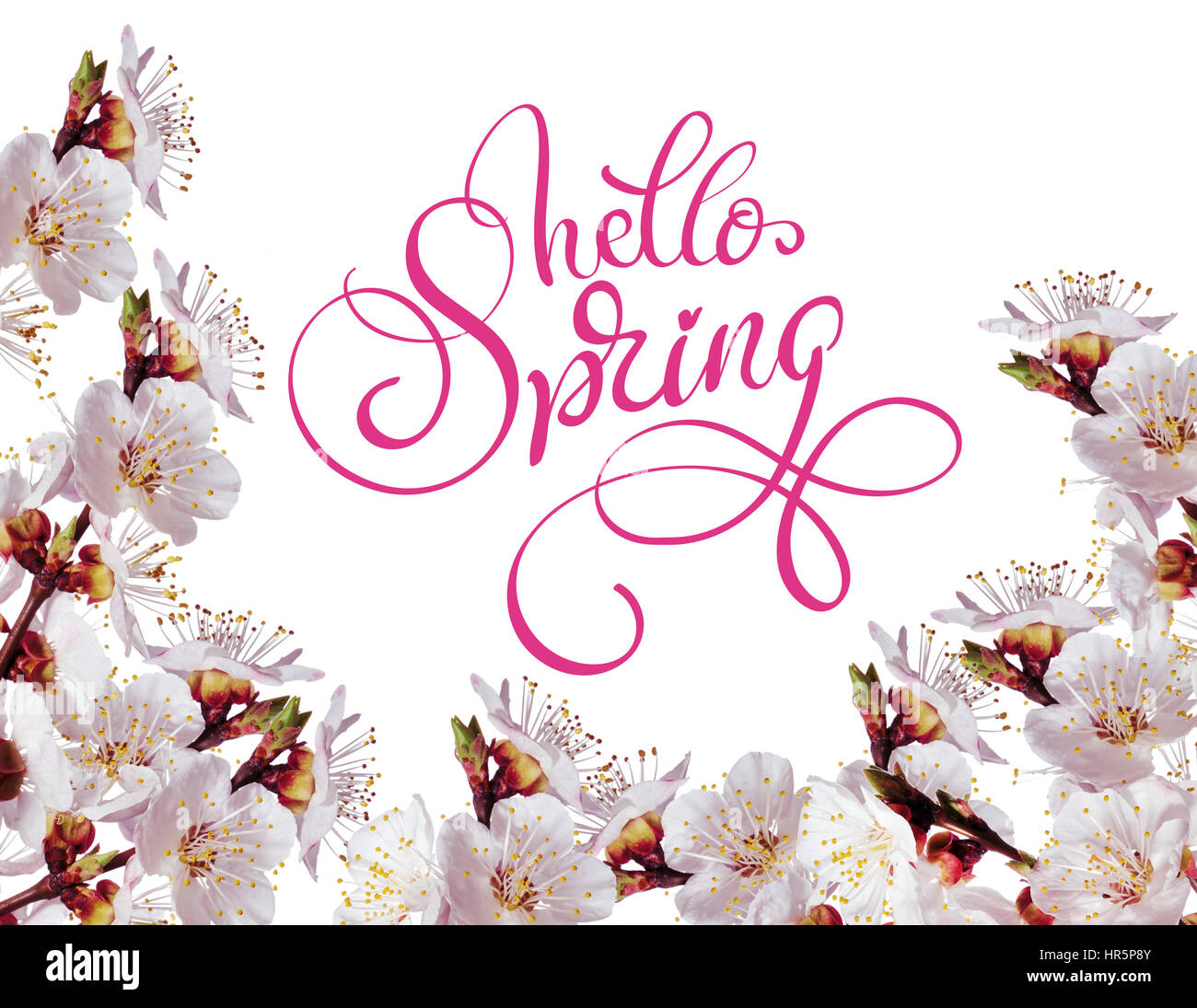 white spring flowers on a branch and text Hello Spring. Calligraphy ...