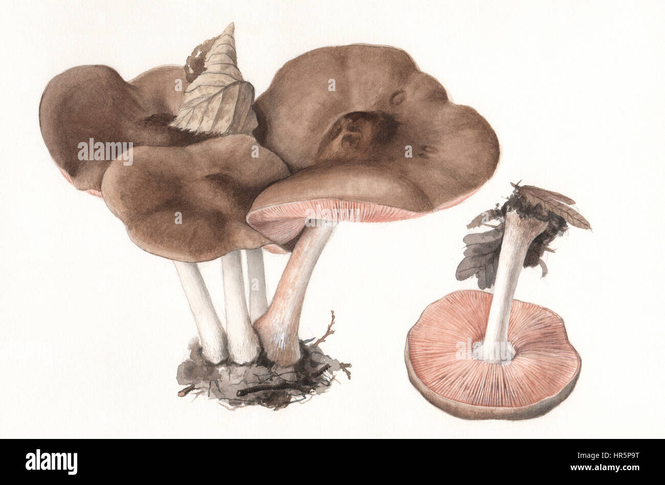 Mushrooms Pluteus atricapillus. Hand painted watercolor illustration of ...