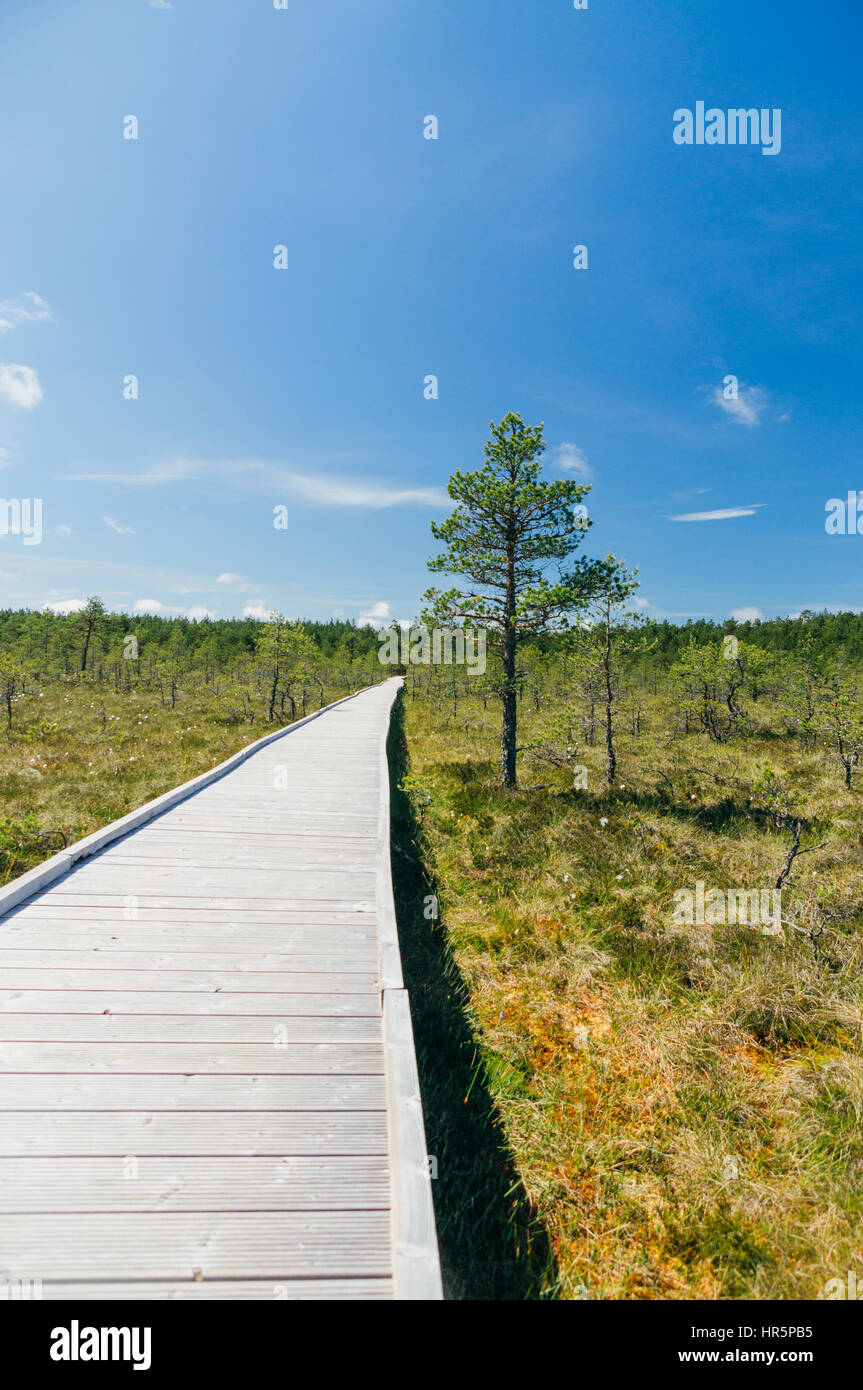 Vanishing wooden footpath through bog area by sunny summer day ...