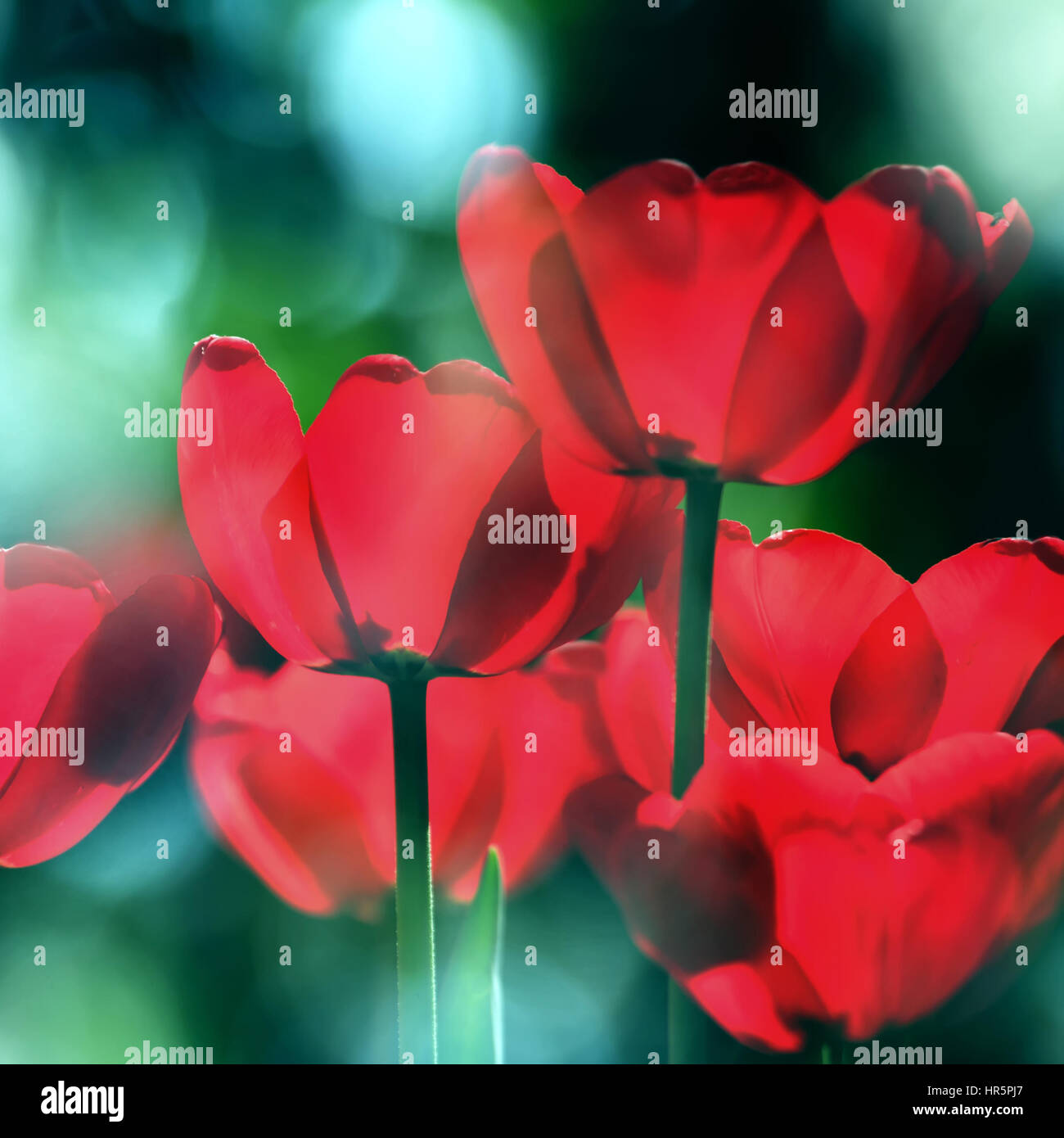 Red Tulips square background with effect added, soft focused Stock ...