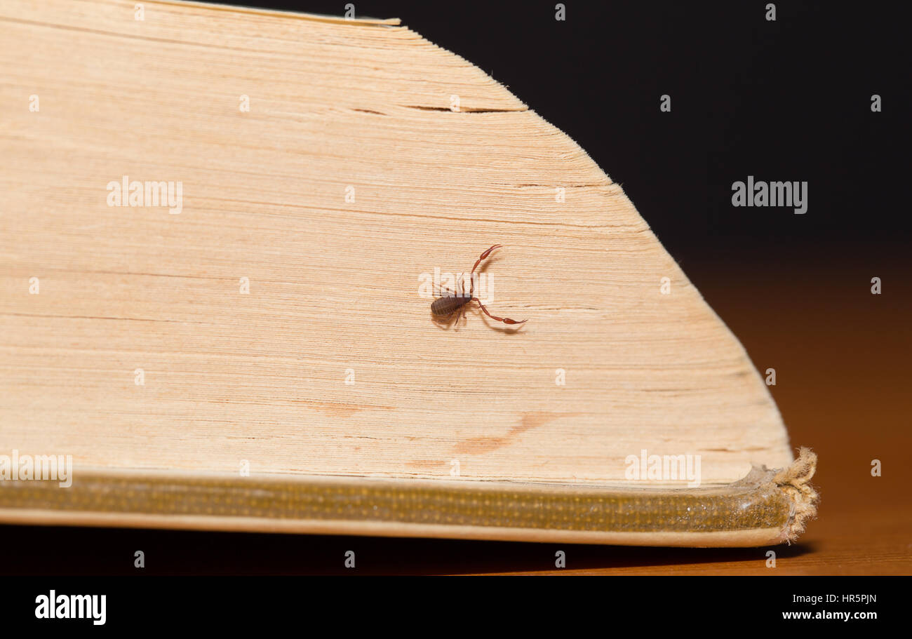 Book scorpion Stock Photo - Alamy