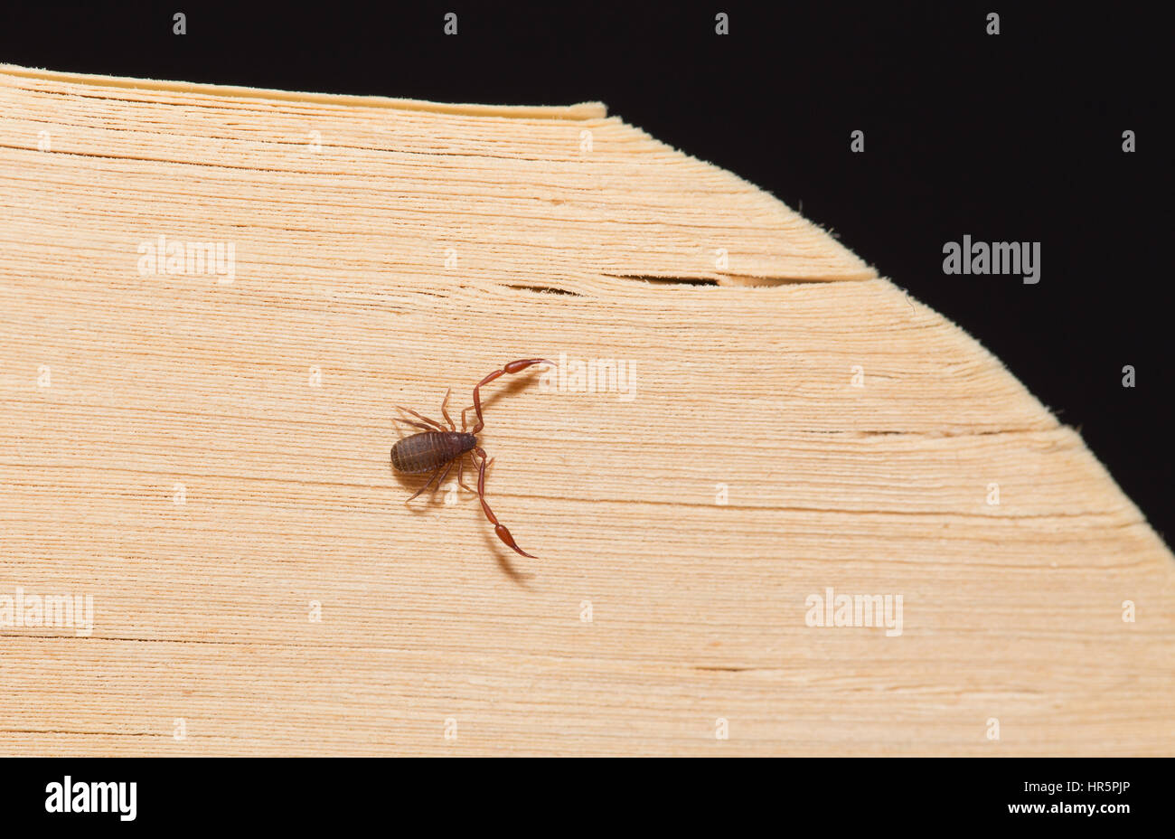 Book scorpion Stock Photo - Alamy