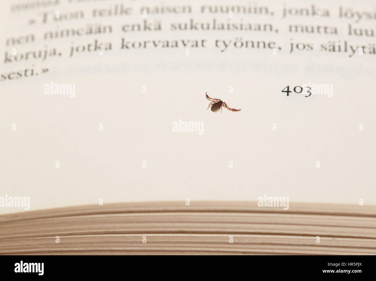 Book scorpion Stock Photo - Alamy