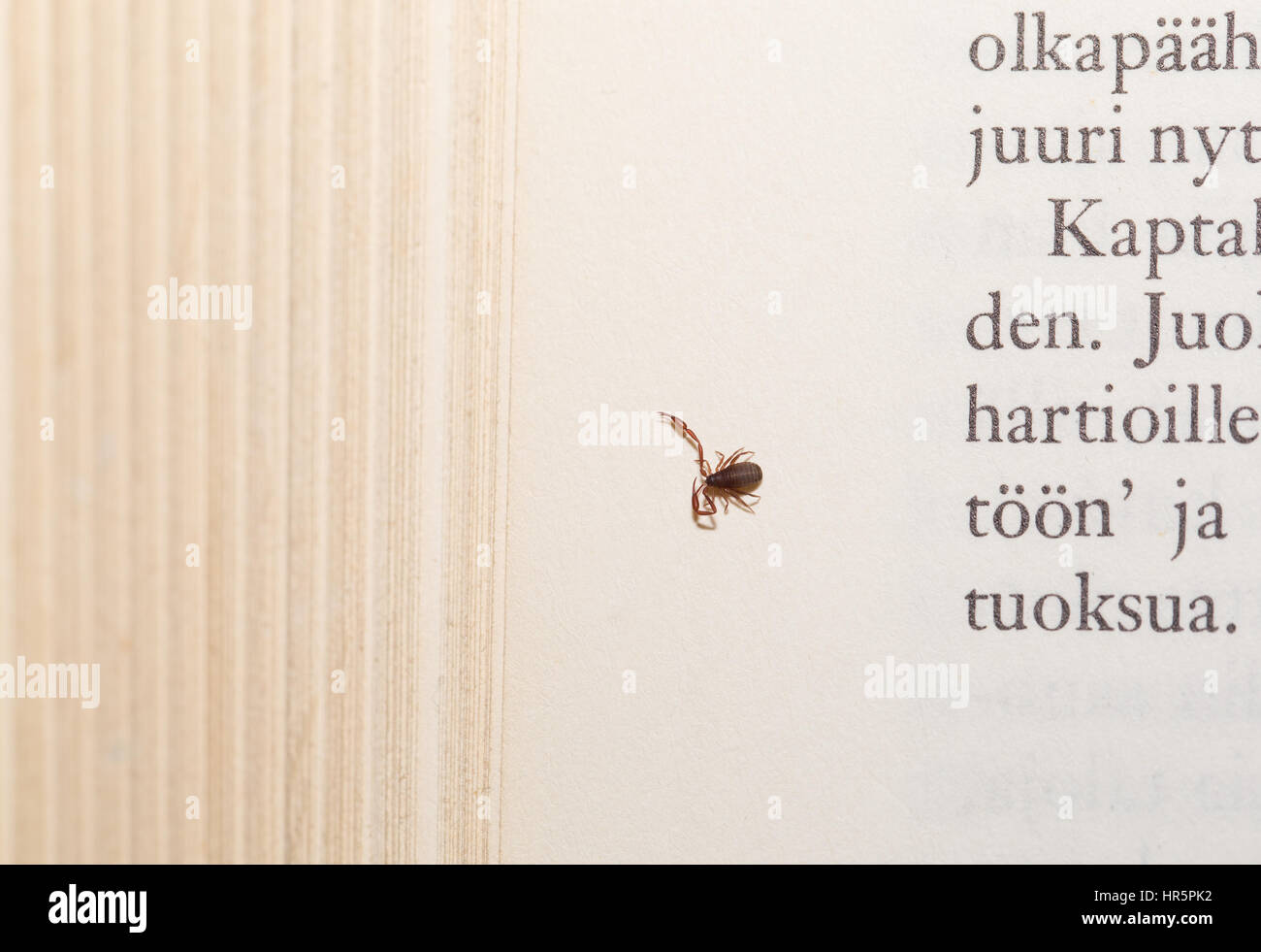 Book scorpion Stock Photo - Alamy