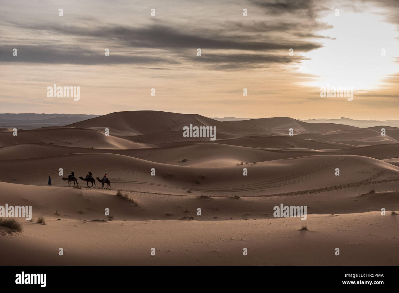 Camel ride in the Sahara desert for sunset Stock Photo - Alamy