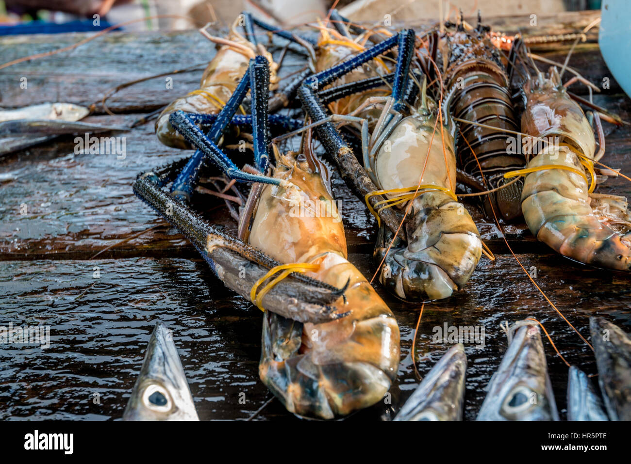Giant freshwater prawn hi-res stock photography and images - Alamy