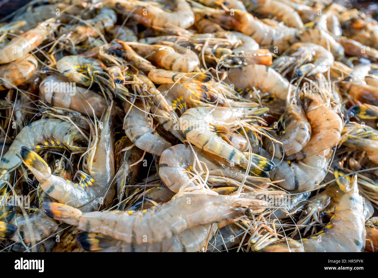 Fresh raw tiger prawns or Penaeus monodon at Asian fish market Stock ...
