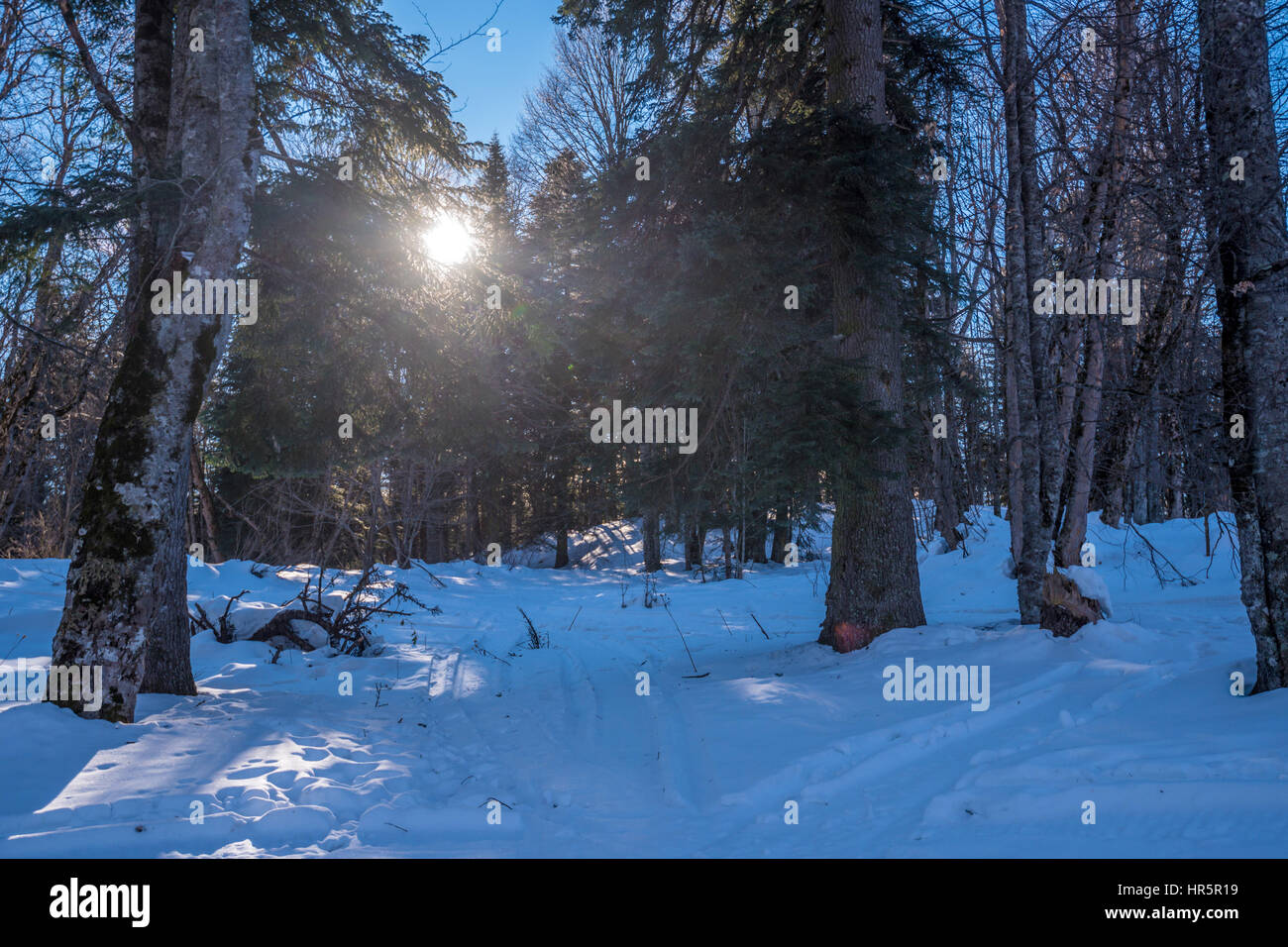 Scenic winter landscape with forest view and pines and firs in front ...