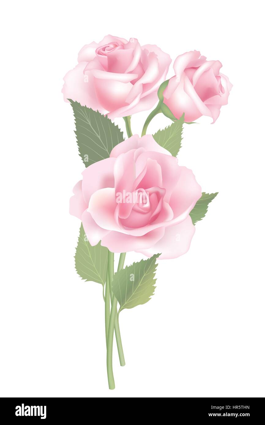 Flower rose posy isolated on white background Stock Vector Image & Art ...