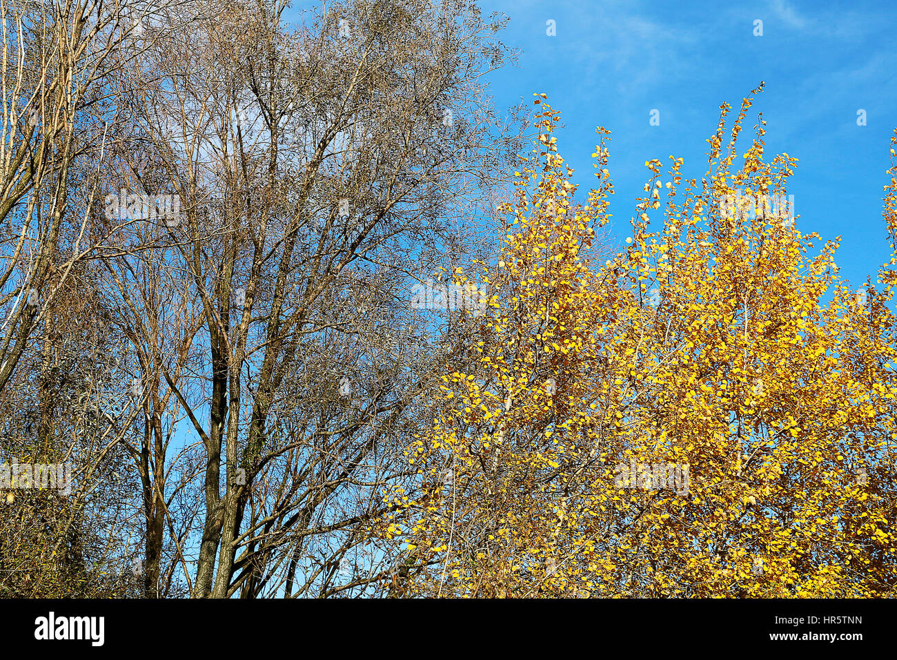 Morning landscape trees with leaves Stock Photo - Alamy