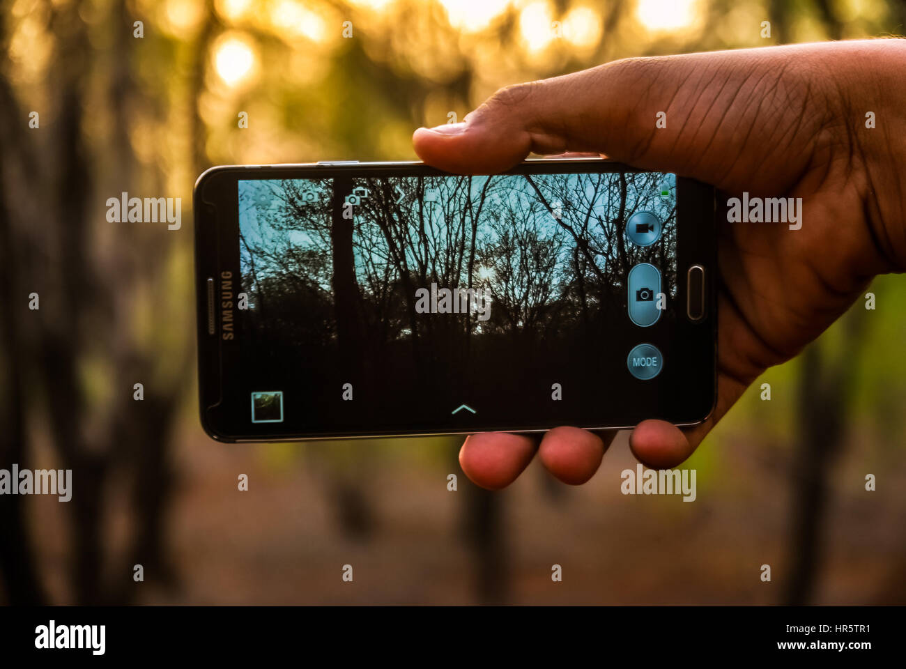 mobile phone camera shot taking in forest nature Stock Photo - Alamy